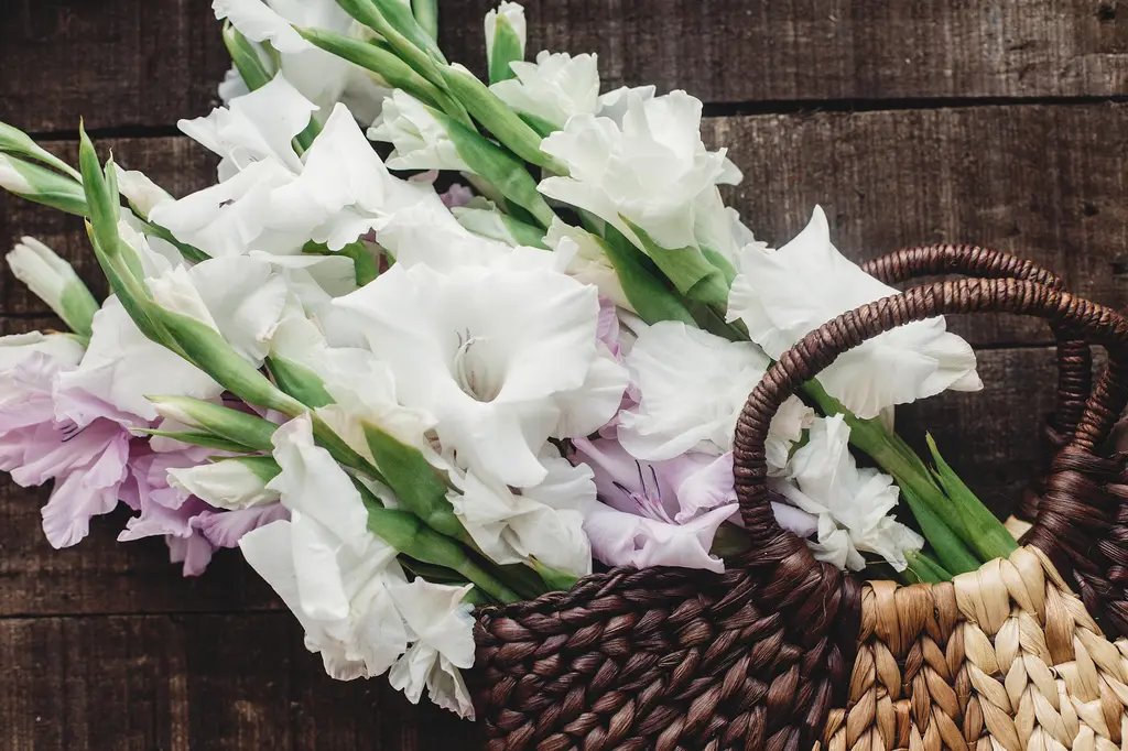 Solve Gladioly jigsaw puzzle online with 40 pieces