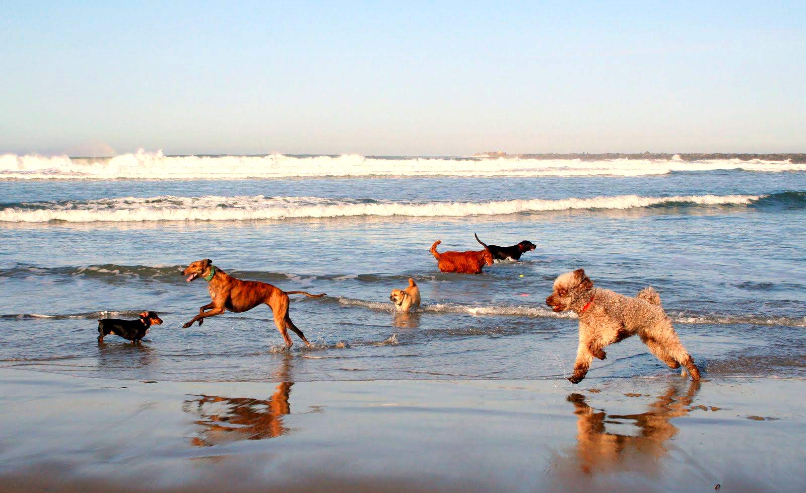 Solve Dog Beach Fun jigsaw puzzle online with 104 pieces