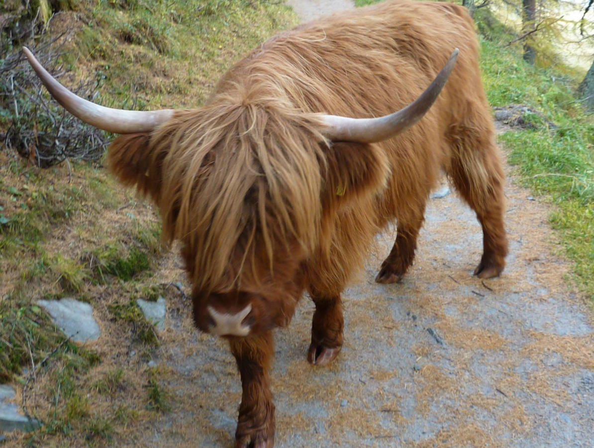 Solve wooly cow jigsaw puzzle online with 88 pieces