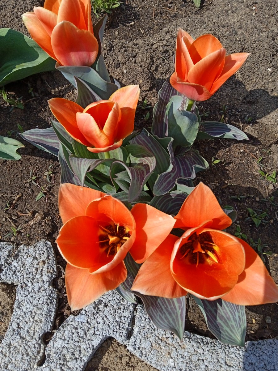 Jigsaw Puzzle | 30 pieces | Jarní kvetení | Jigidi