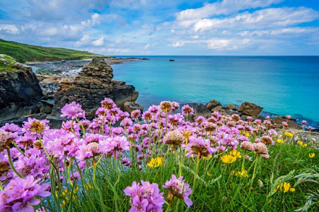 Solve Pink Sea Thrift flowers on the coast jigsaw puzzle online with ...