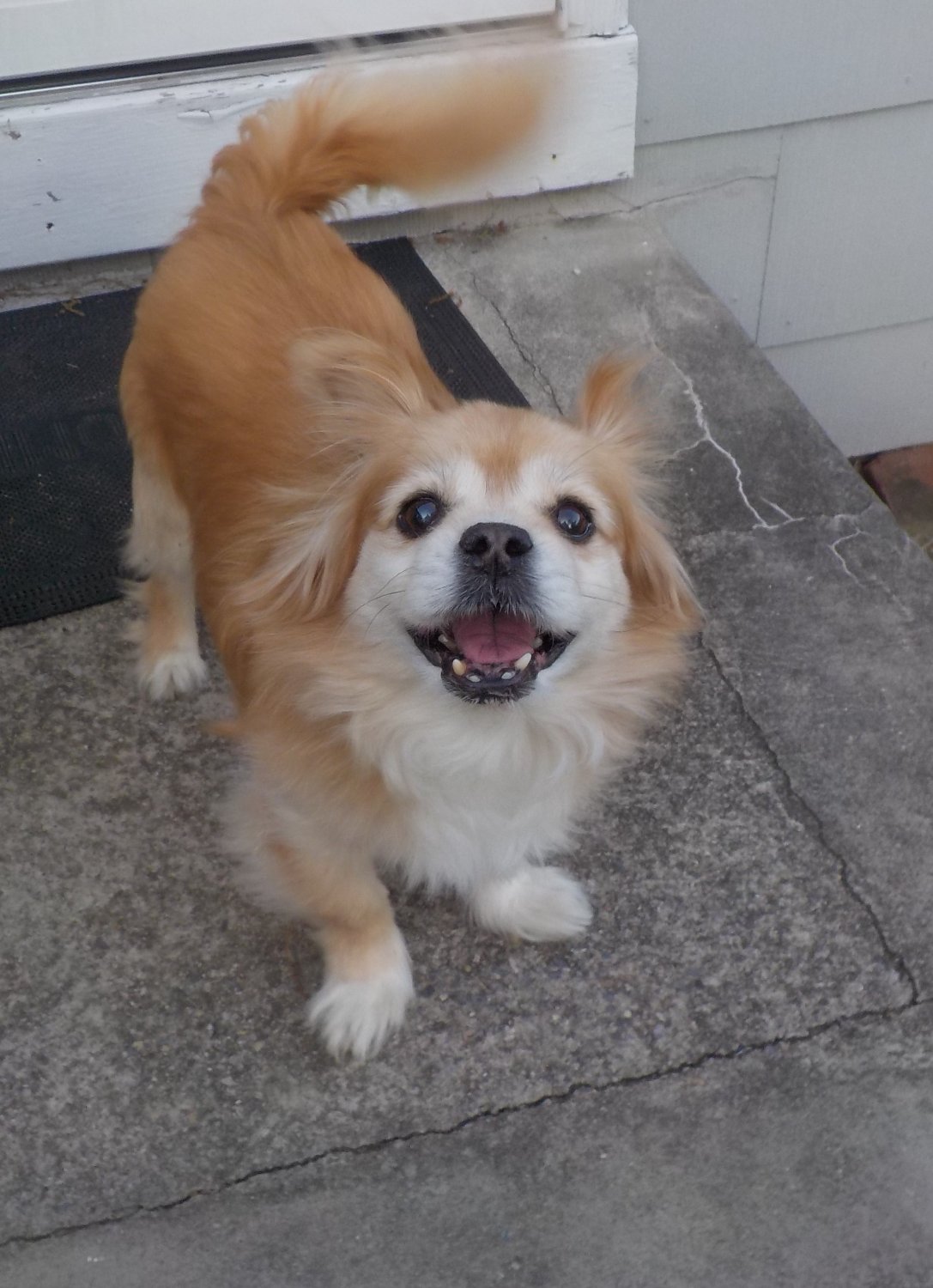 Solve Pekingese Mix jigsaw puzzle online with 70 pieces