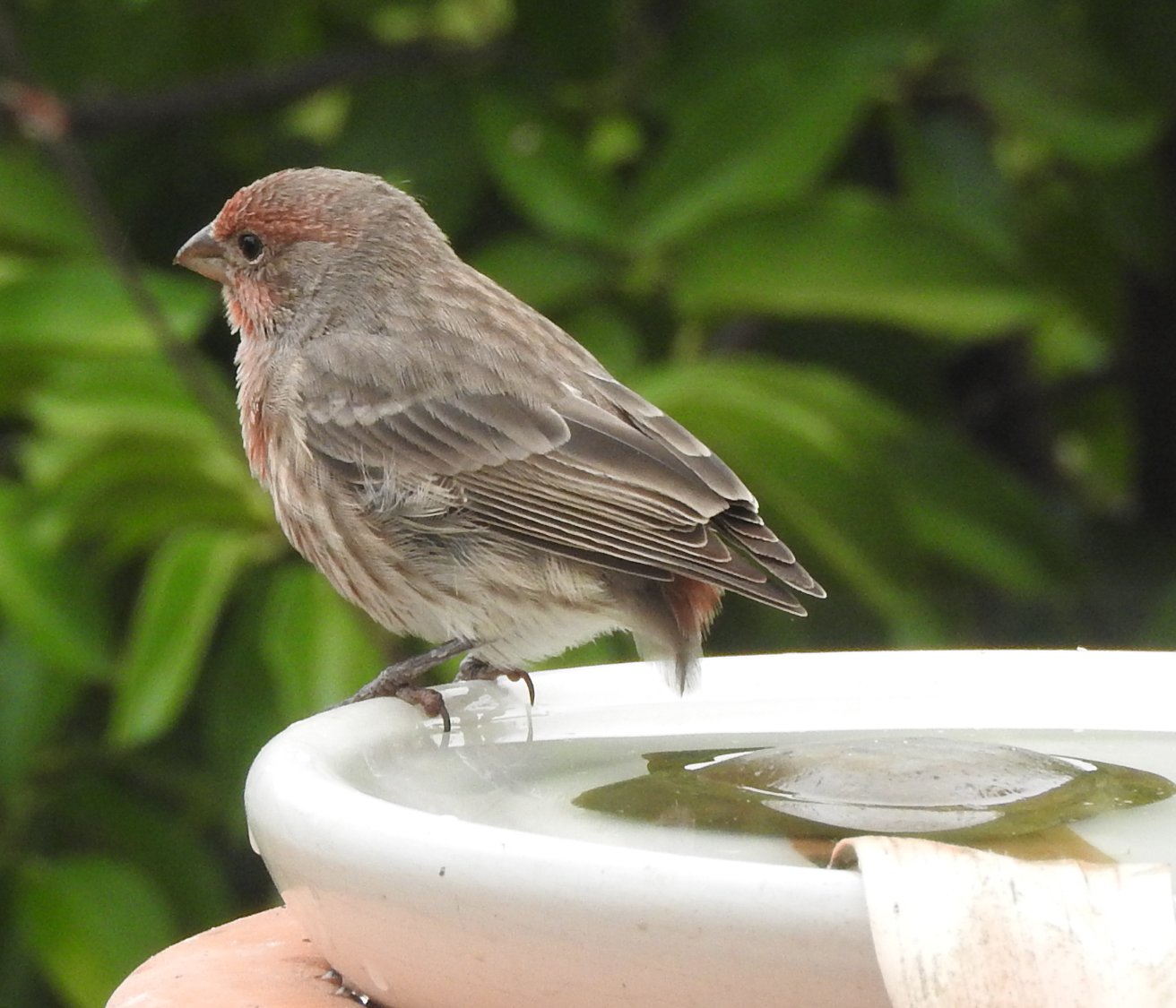 Solve Tailless House Finch on the front bird bath, San Marcos ...