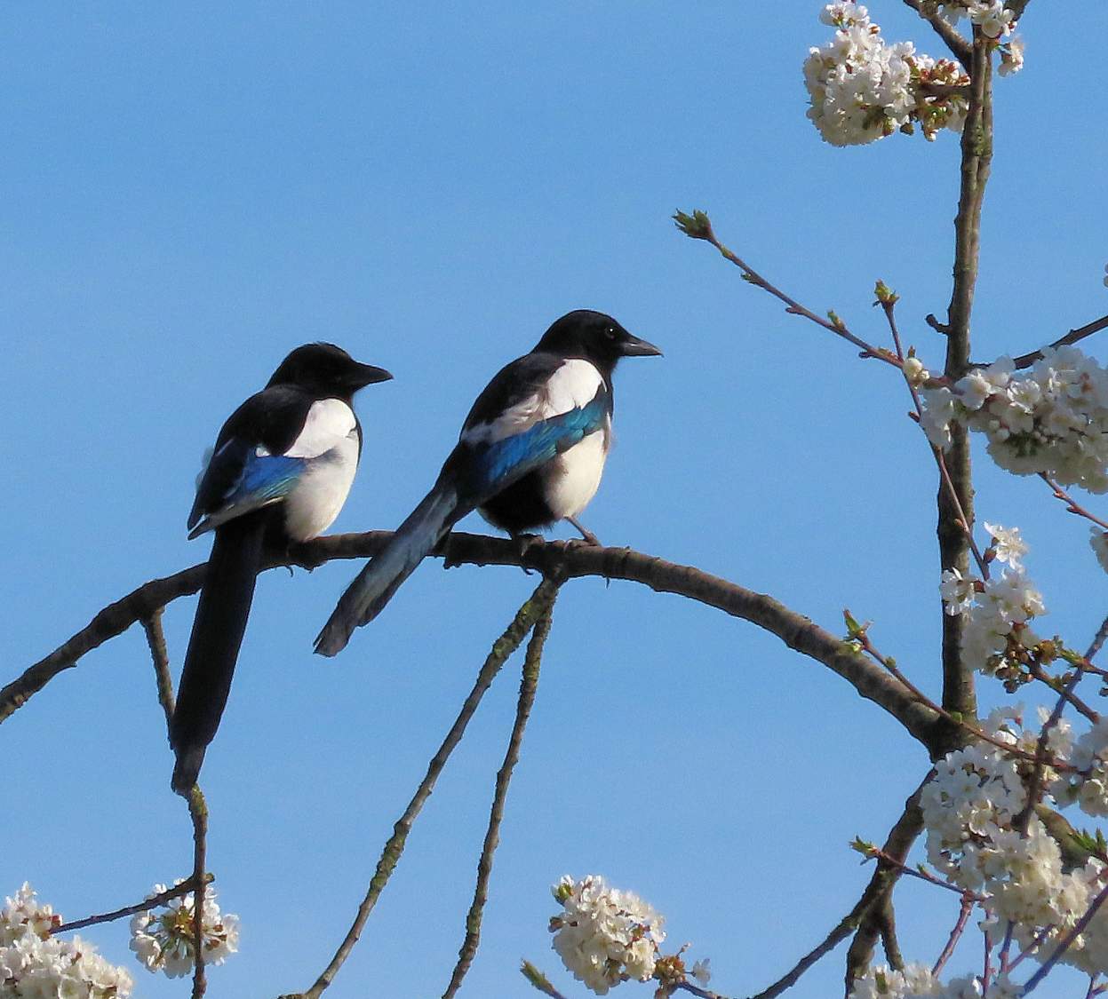 Solve magpie couple in a cherry tree (eksters) jigsaw puzzle online ...