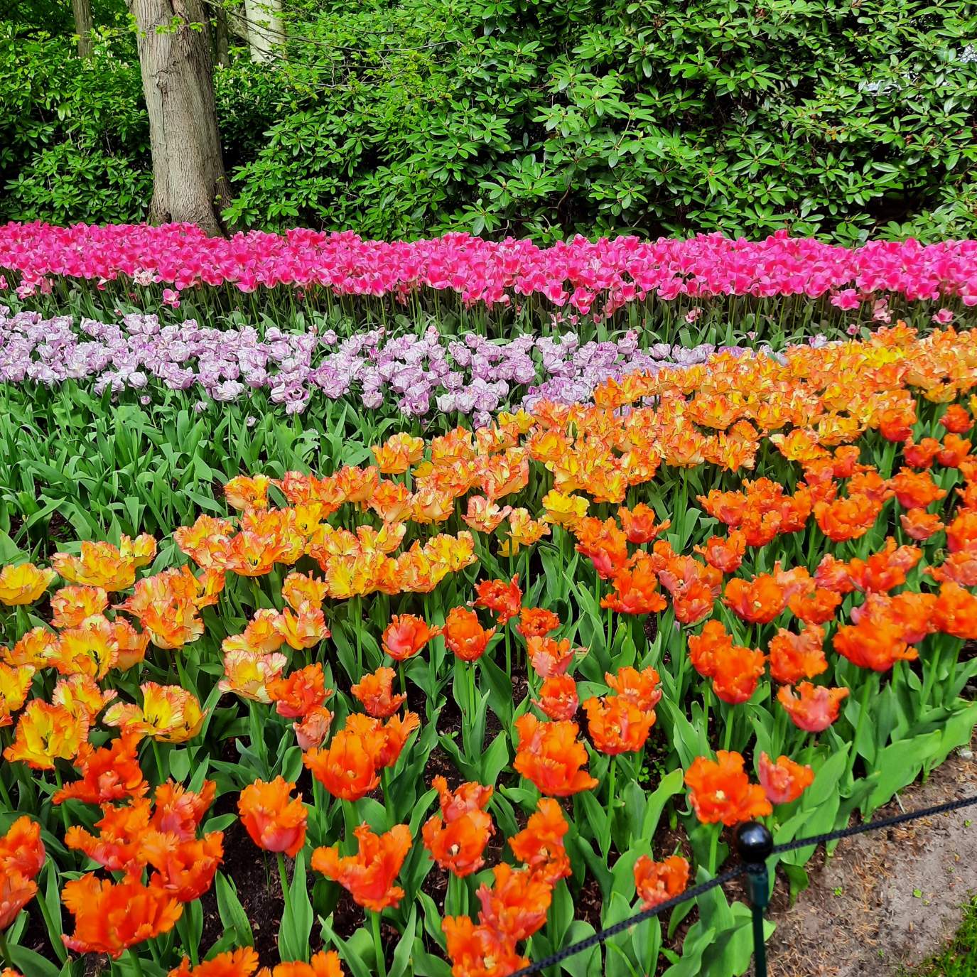 Jigsaw Puzzle | Tulips | 121 pieces | Jigidi