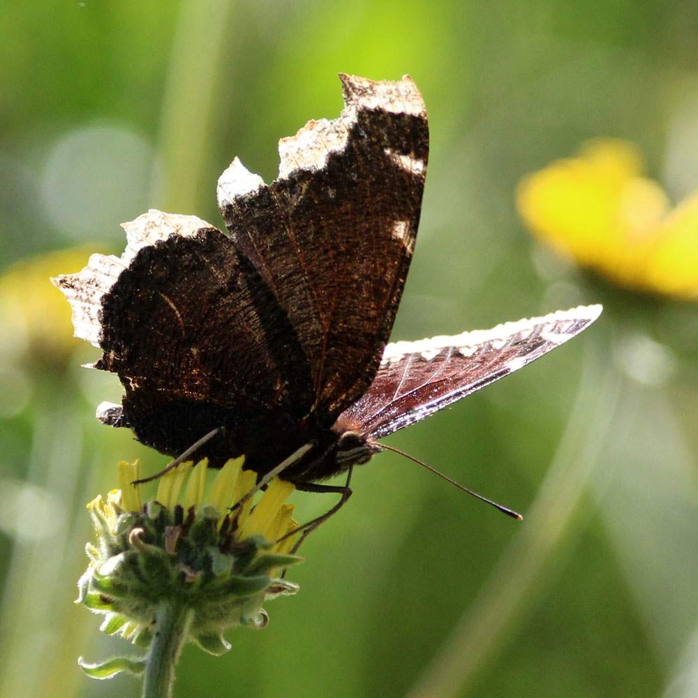 Solve Mourning Cloak Butterfly on Bush Sunflower, Famosa Slough, San ...