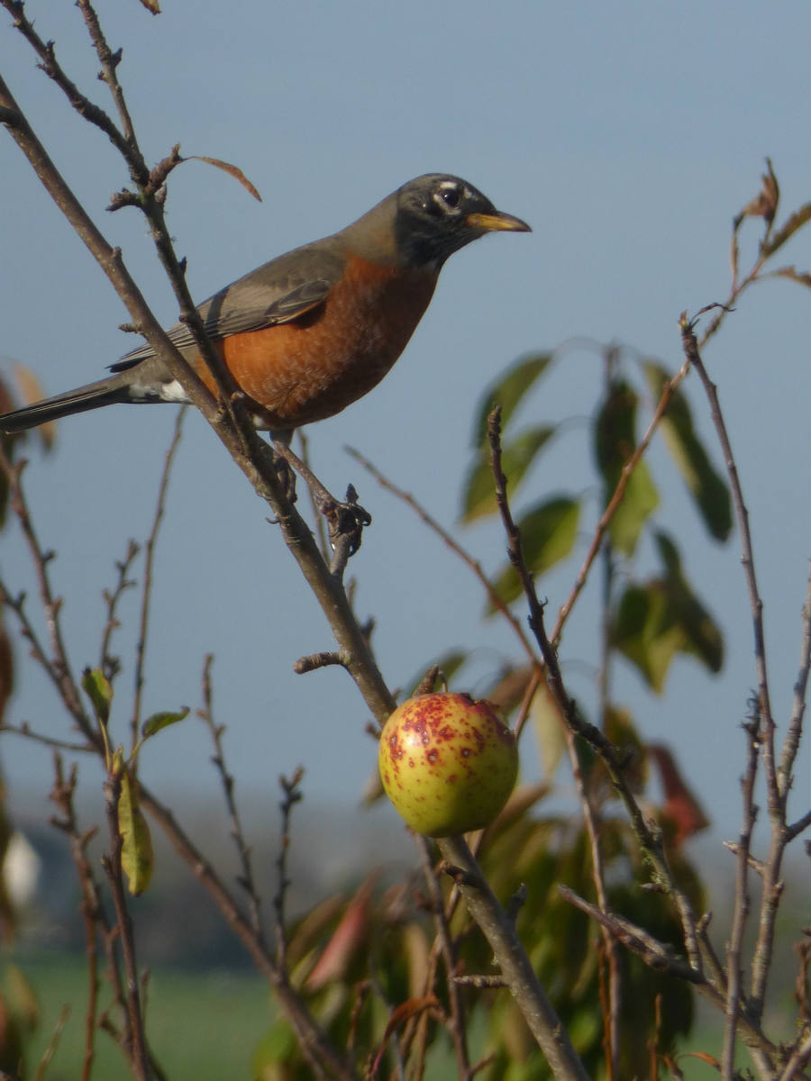Solve Robin Apple Trees jigsaw puzzle online with 221 pieces