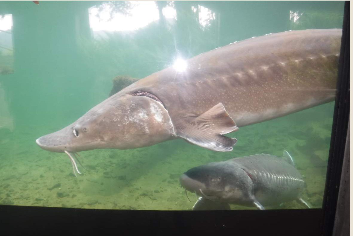 Solve Herman the sturgeon Bonneville Dam Fish Hatchery and Sturgeon ...