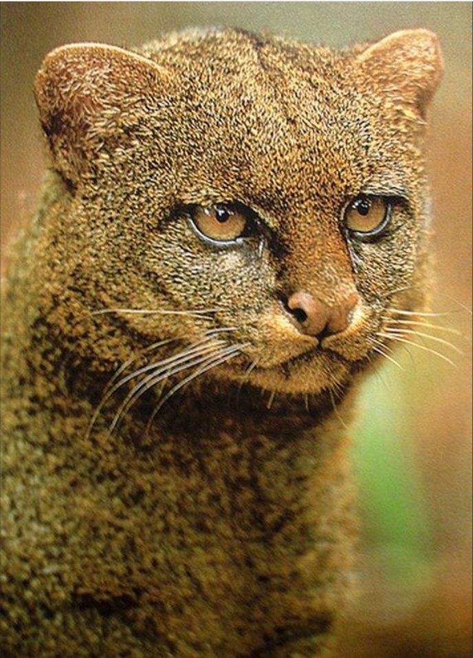 Solve Wild cat -- The Elusive Jaguarundi -- Shadow Cat. jigsaw puzzle ...