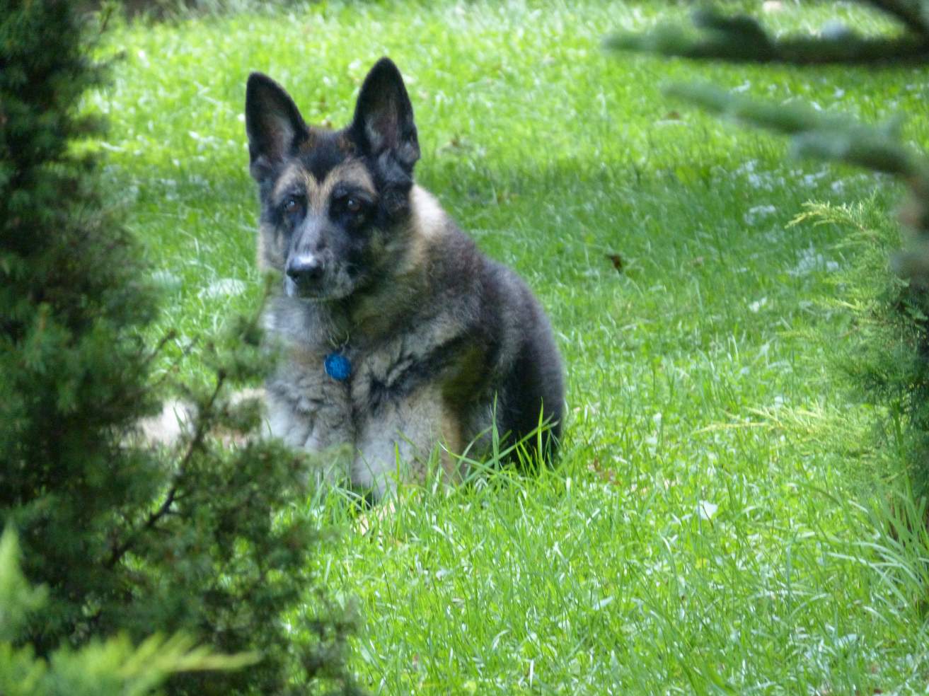 Solve HAPPY 14TH BIRTHDAY TO JAVA DOG! jigsaw puzzle online with 30 pieces