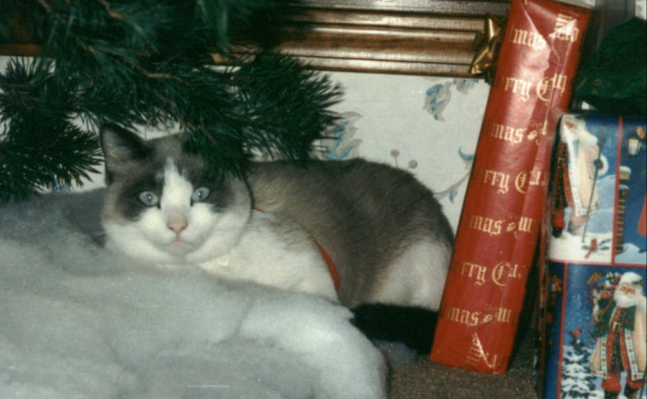 Solve Cyclone our first diabetic cat jigsaw puzzle online with 15 pieces