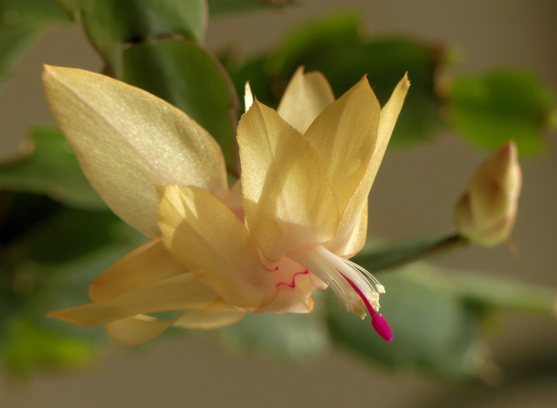 Solve my favorite jigsaw puzzle online with 63 pieces