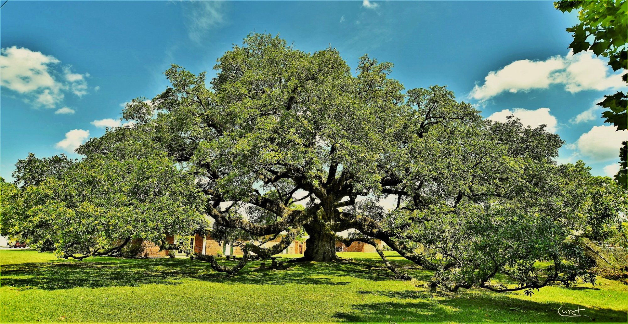 Solve 379 Year Old Oak Tree jigsaw puzzle online with 72 pieces