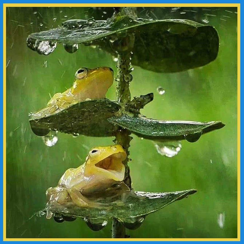 Solve happy frogs jigsaw puzzle online with 81 pieces