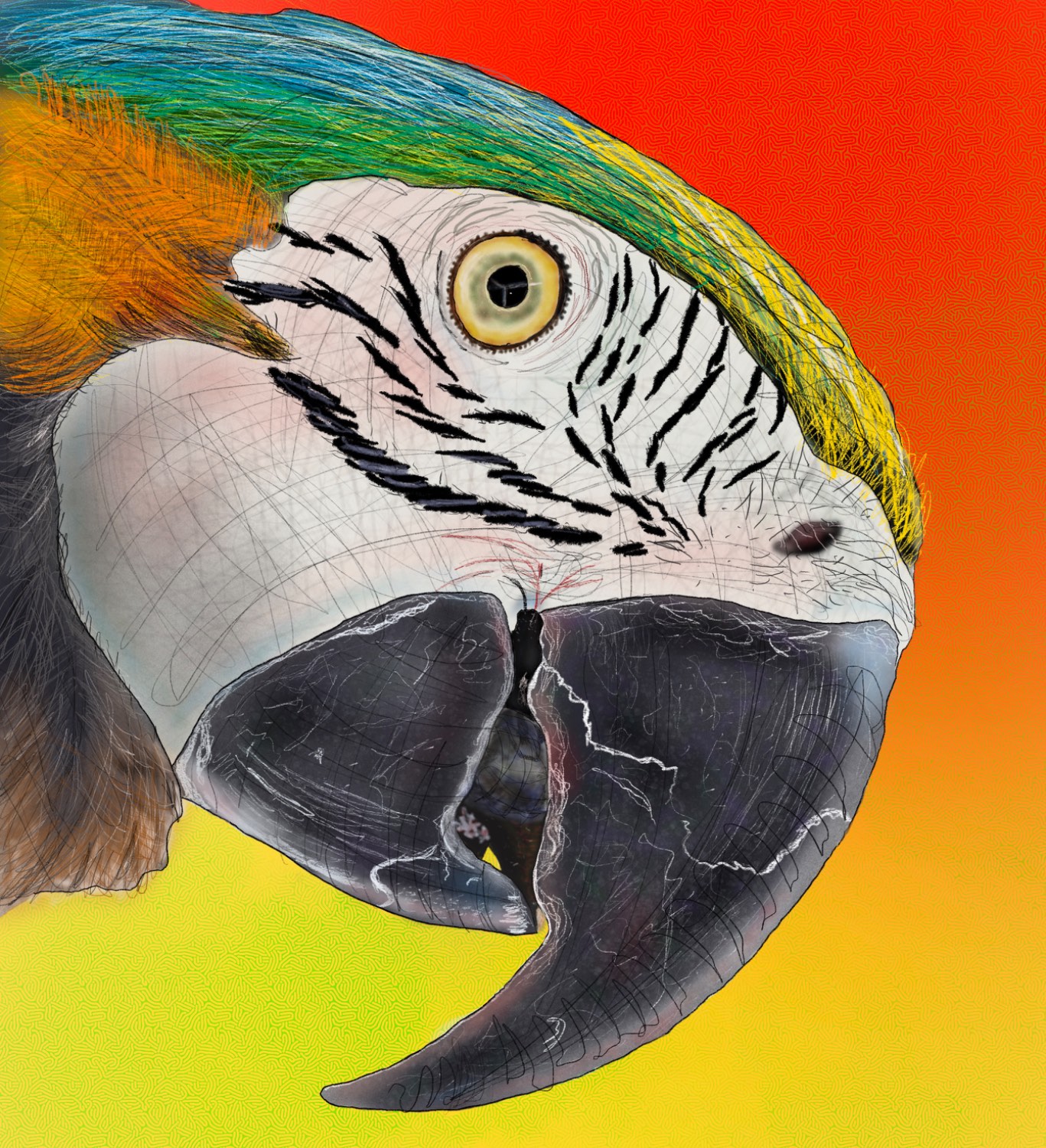 Solve Macaw draw jigsaw puzzle online with 169 pieces