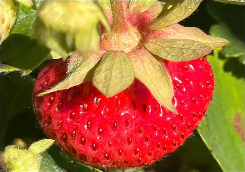 Solve ~Strawberry~ jigsaw puzzle online with 12 pieces