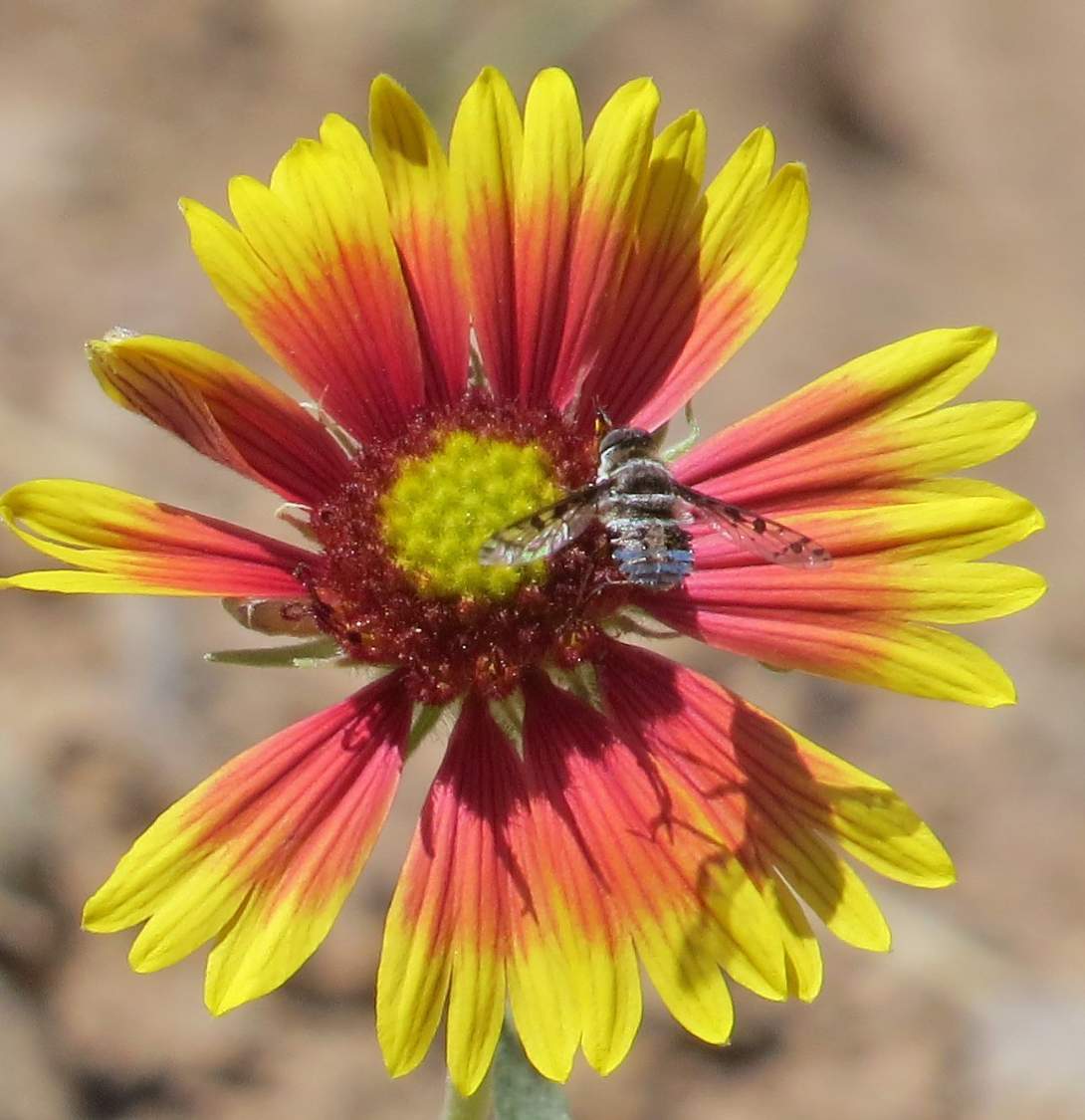 Solve pollinator on blanket flower jigsaw puzzle online with 64 pieces