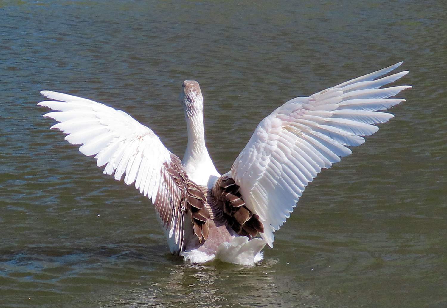 Solve Pomeranian goose (Pommerse gans) jigsaw puzzle online with 54 pieces