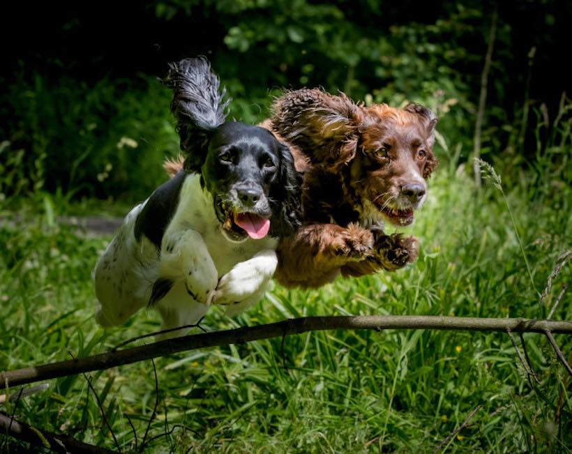 Jigsaw Puzzle | 80 pieces | leaping/flying dogs | Jigidi
