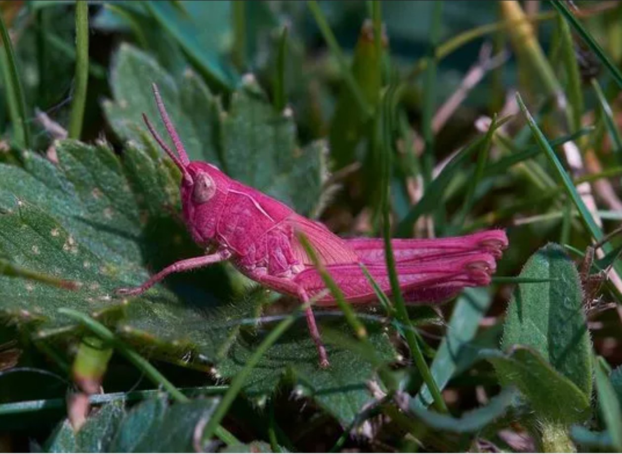 Solve Pink Field Grasshopper. jigsaw puzzle online with 20 pieces