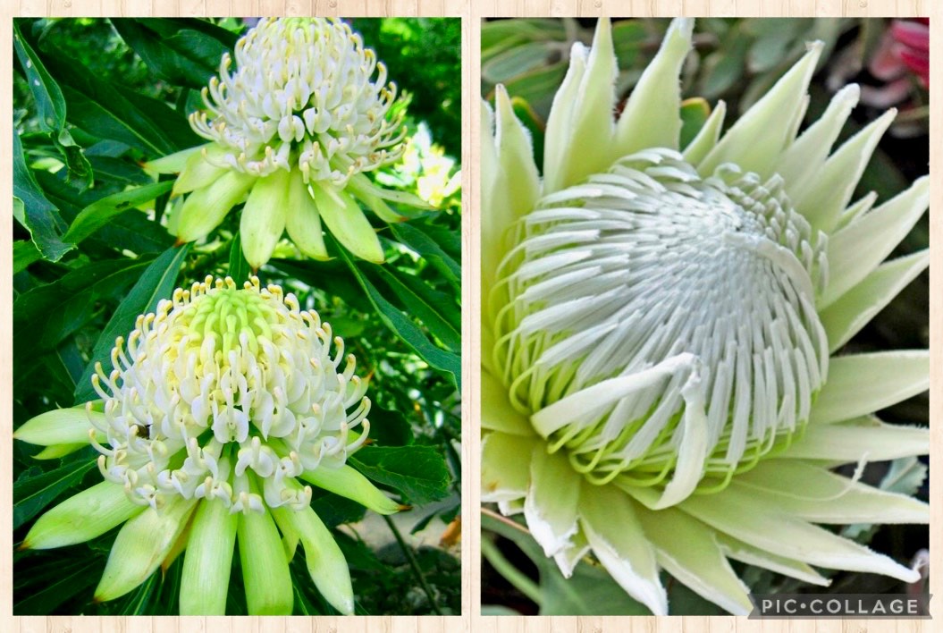 Solve Telopea (Australia) and Protea (South Africa) jigsaw puzzle ...