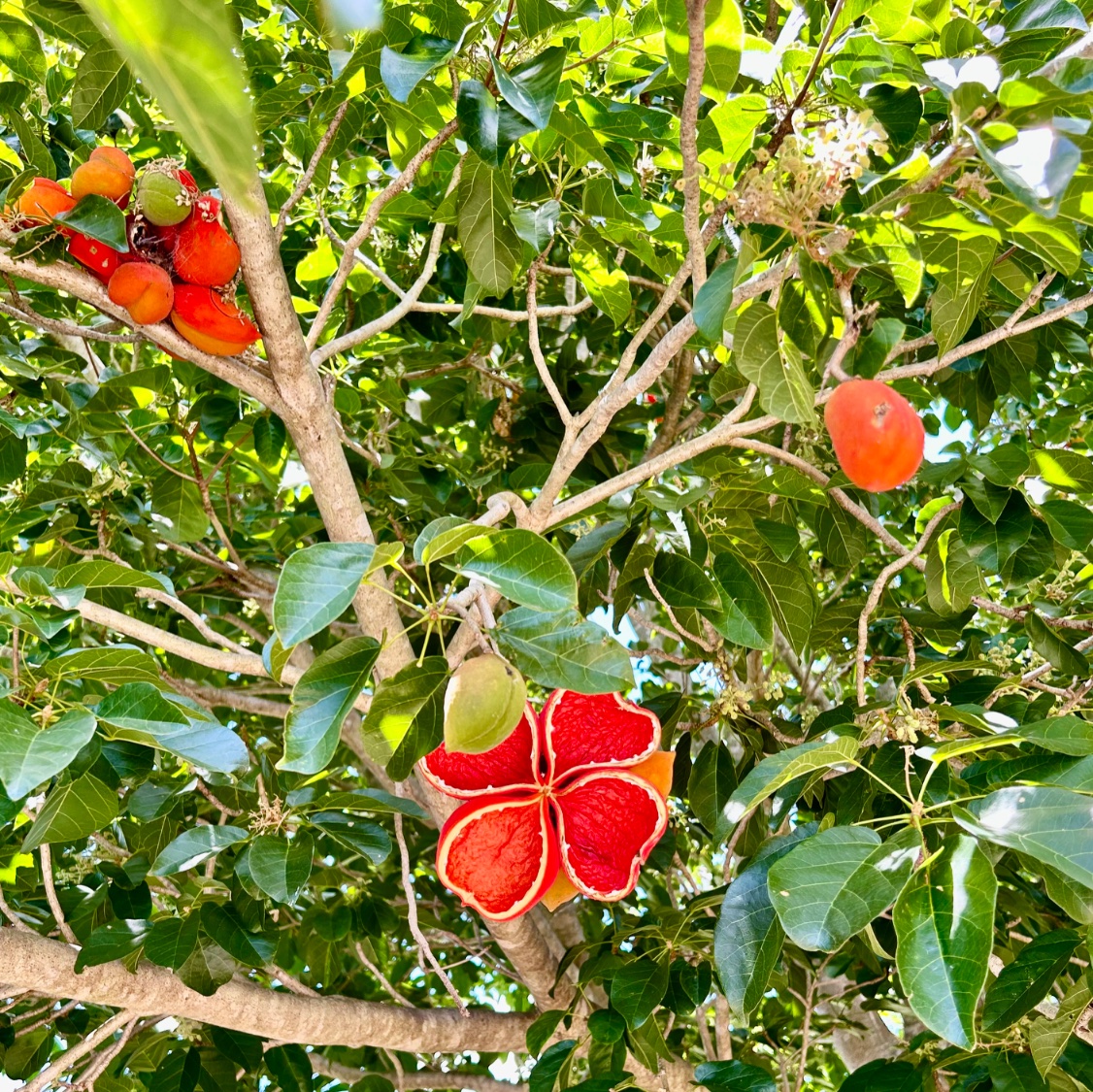 Solve Peanut tree!! jigsaw puzzle online with 16 pieces