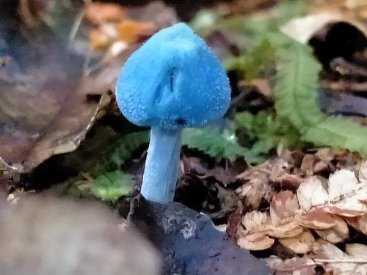 Solve Blue fungus jigsaw puzzle online with 20 pieces