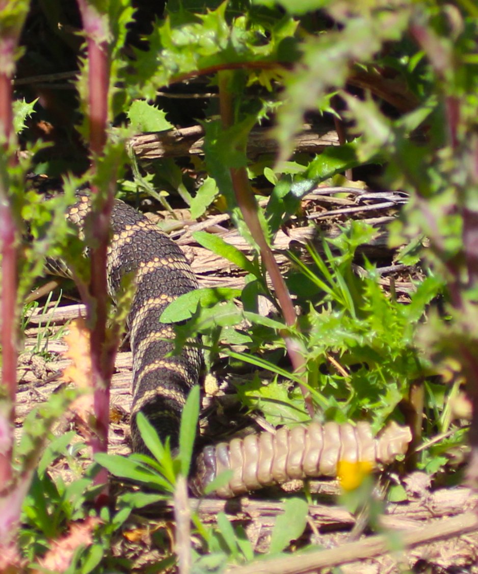 Solve Southern Pacific Rattlesnake Tail, Lagoon Trail, Del Mar ...