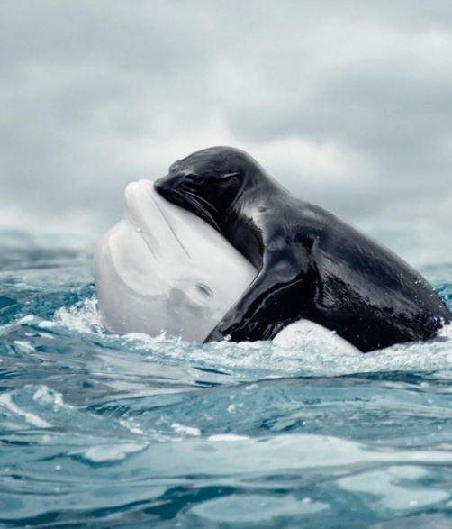 Solve The incredible shot showing the rare embrace between a Seal and a ...