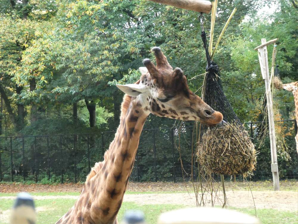 Solve Visiting Ouwehands Dierenpark, Zoo, Rhenen. Nov. 2022 jigsaw puzzle online with 12 pieces