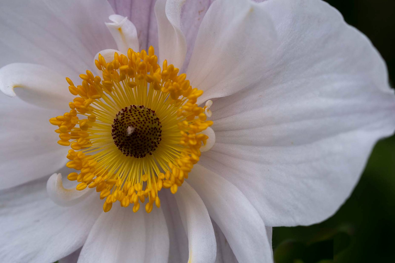 Solve Japanese Anemony jigsaw puzzle online with 40 pieces