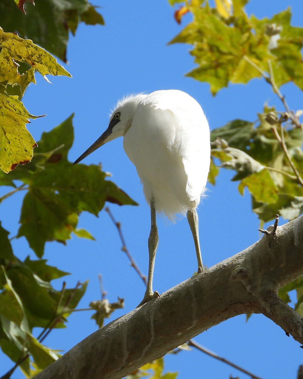 Solve I have just one egret. jigsaw puzzle online with 180 pieces