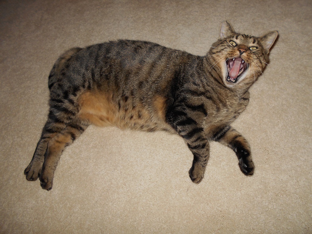 Solve Thomas has the yawn down, we are trying to teach Sherman ...