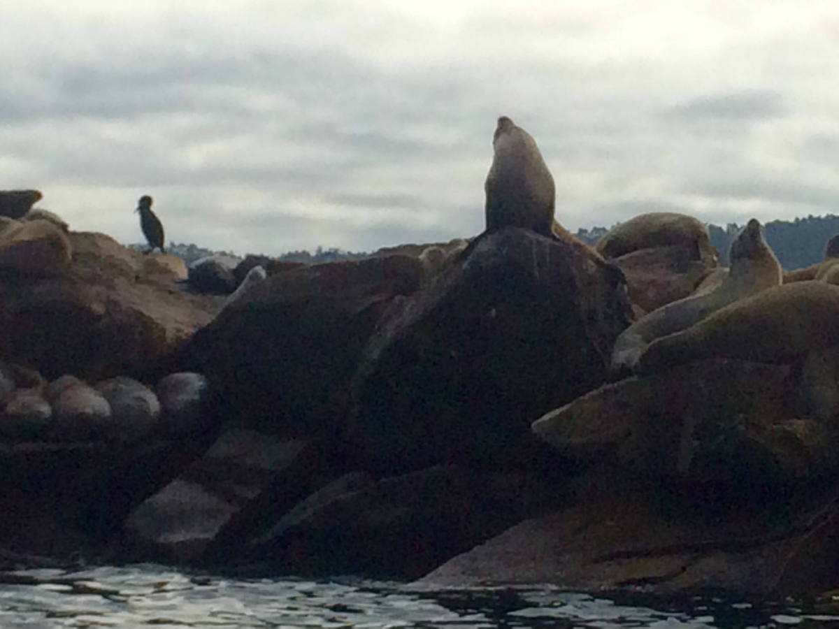 Solve VickyWhitneyPhoto.Jetty.Monterey,California jigsaw puzzle online ...