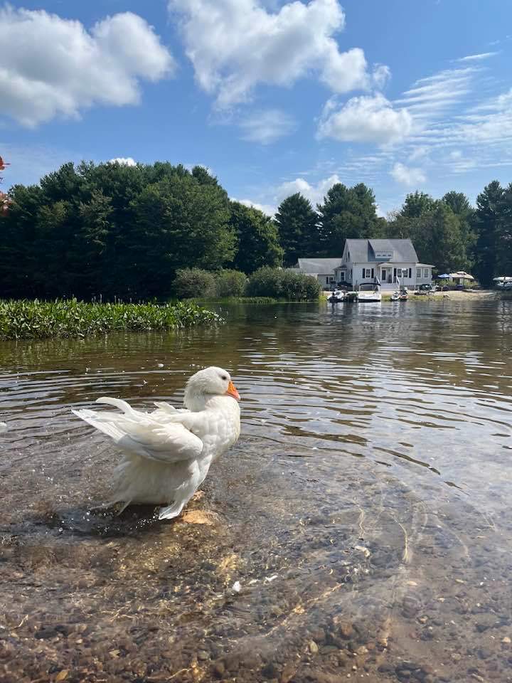 Solve Mellow is the best goose ever!!! jigsaw puzzle online with 208 pieces