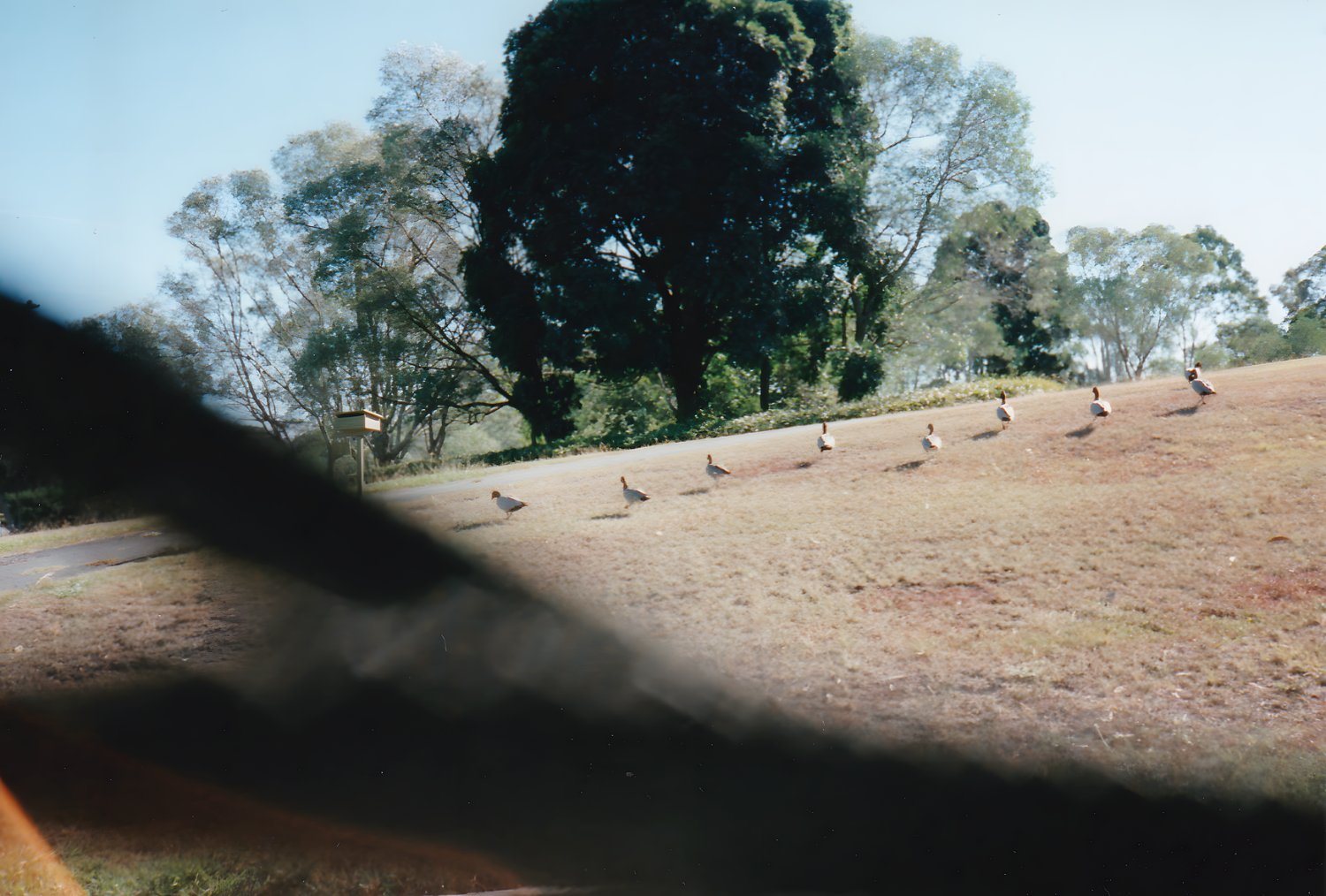 Solve Pakistan 1952 (24 of 25 or so) birds jigsaw puzzle online with 12 ...