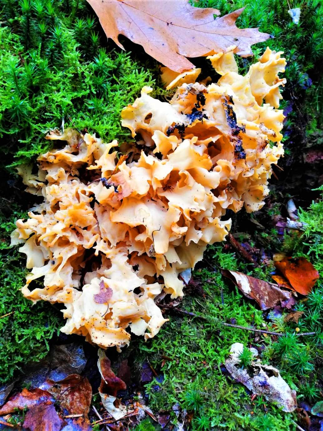 Solve #75 jigsaw puzzle online with 88 pieces