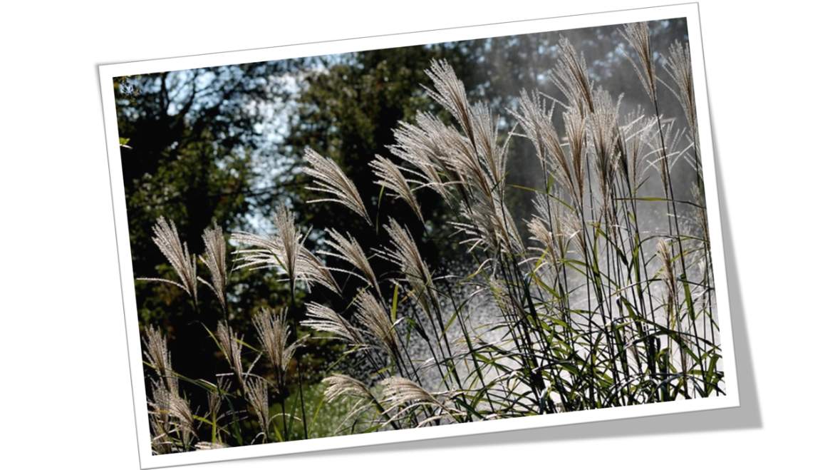 Solve Blowin' in the Wind jigsaw puzzle online with 15 pieces