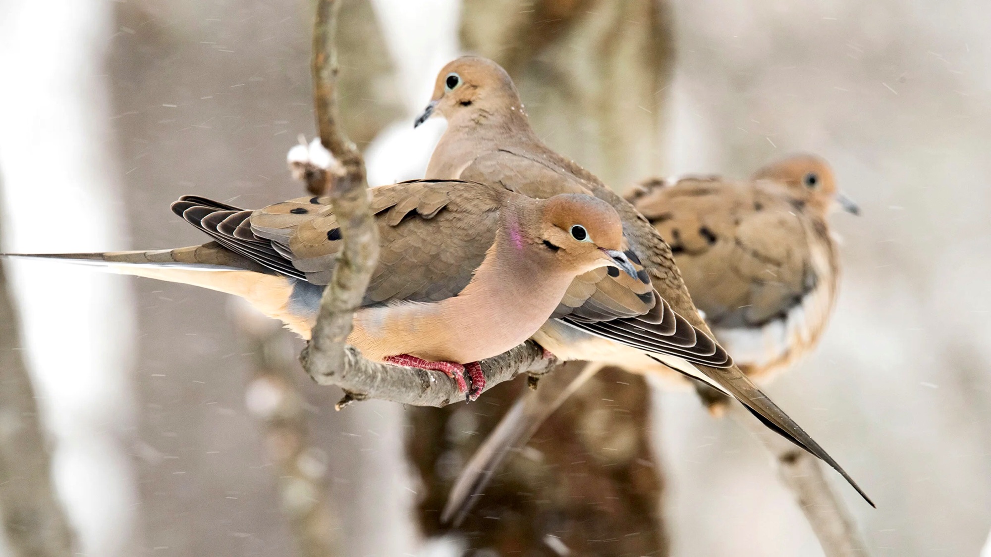 Solve Mourning Doves, birds of Maryland jigsaw puzzle online with 60 pieces