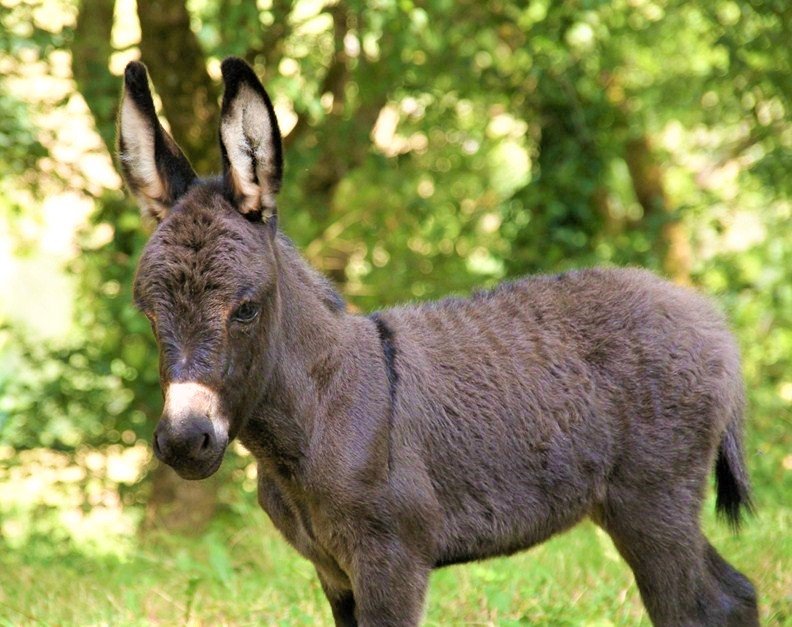 Solve Grattouille has a natural cream noseband and foal-fuzz tail. His ...