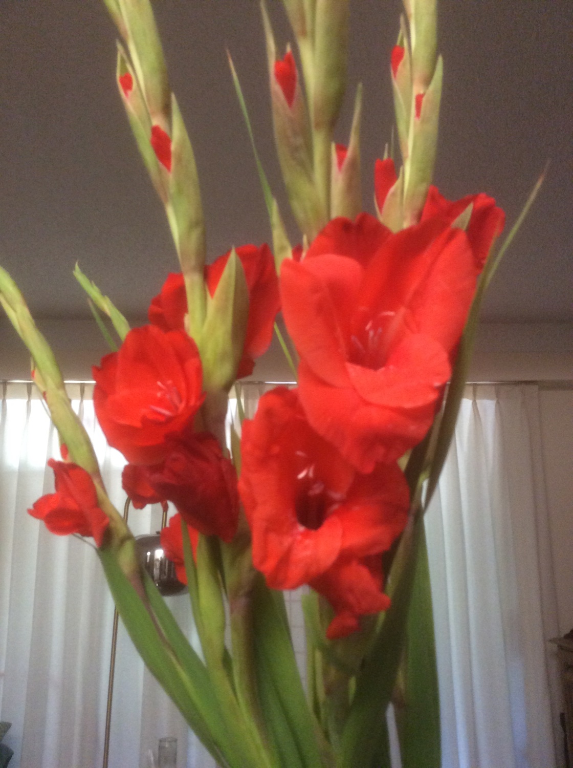 Solve Red Glads 🇨🇦 jigsaw puzzle online with 70 pieces