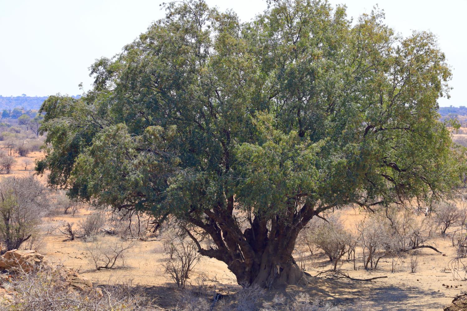 Solve Mashatu tree, Southern Botswana jigsaw puzzle online with 40 pieces