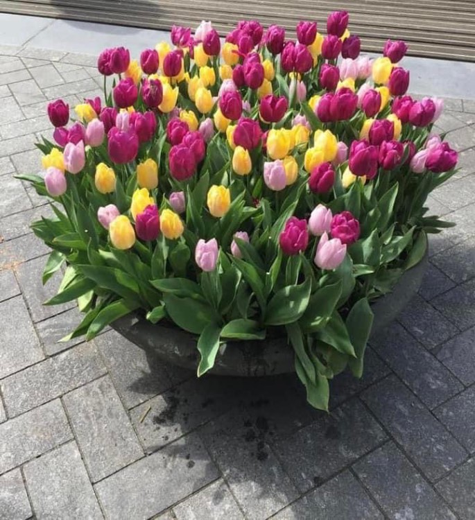 Solve Beautiful tulips jigsaw puzzle online with 9 pieces