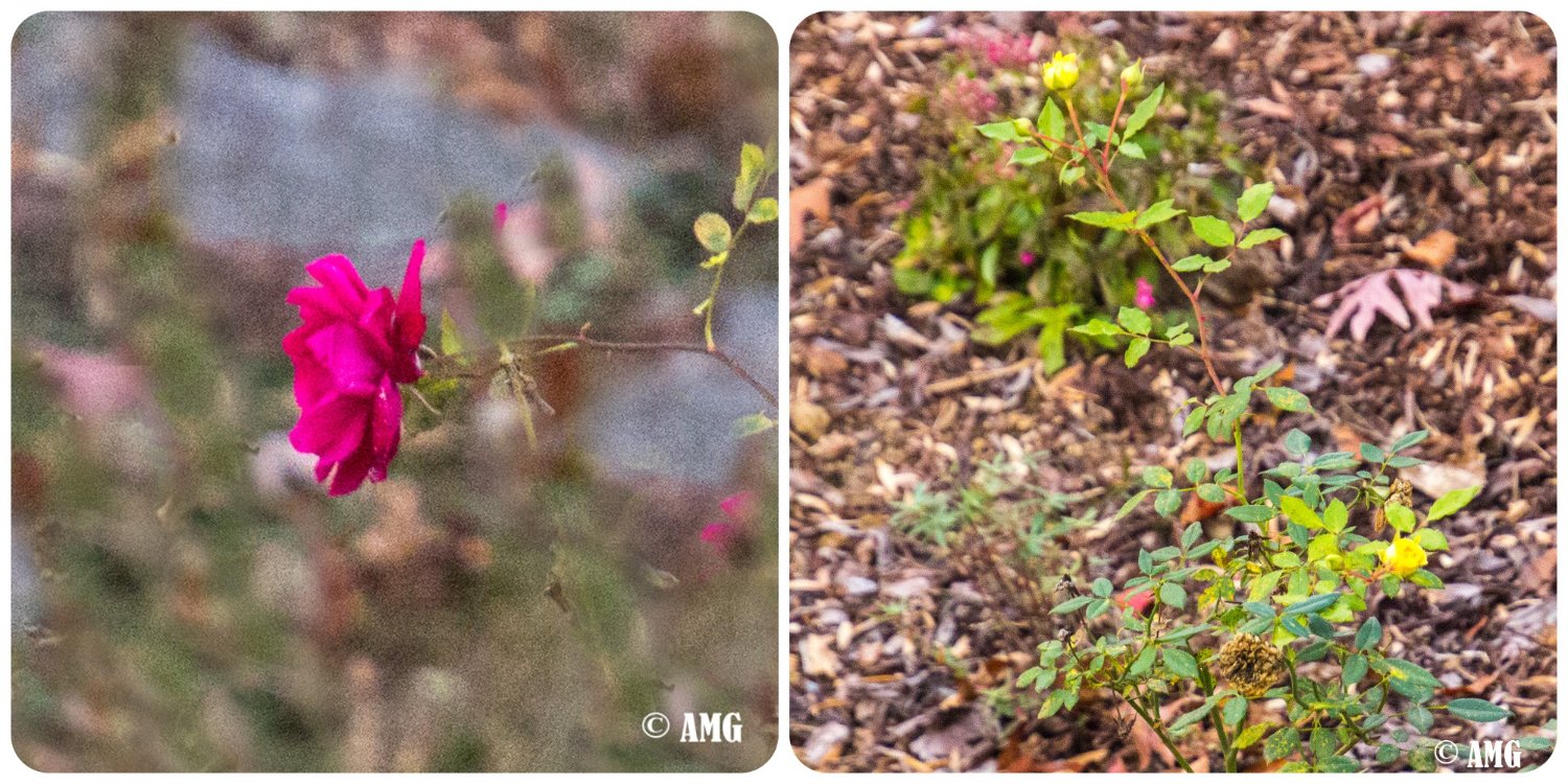 Solve Pinocchio And Mini Yellow roses - Nov. 28, 2023 jigsaw puzzle ...