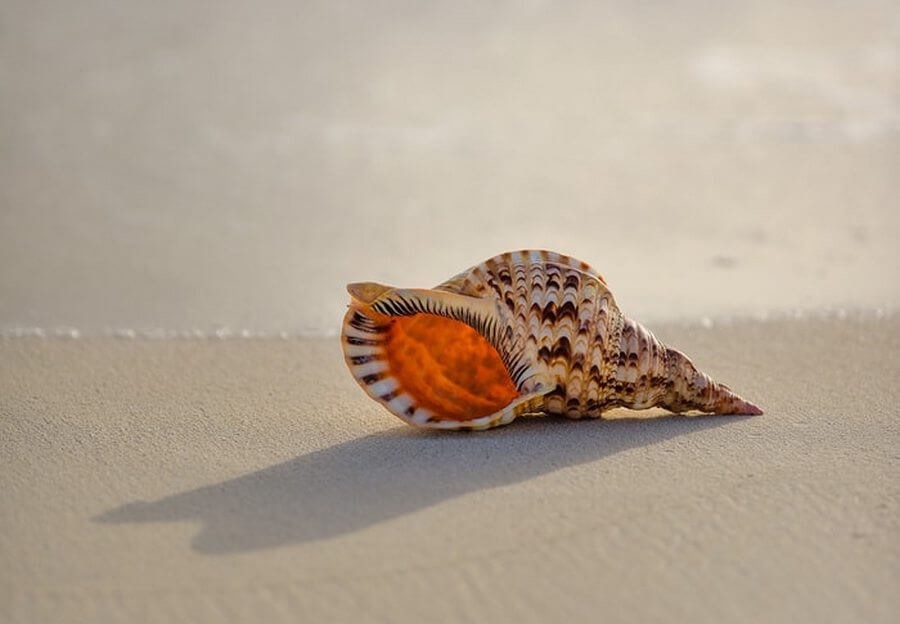 Solve Shells-You-Can-Hear-The-Ocean-In jigsaw puzzle online with 15 pieces