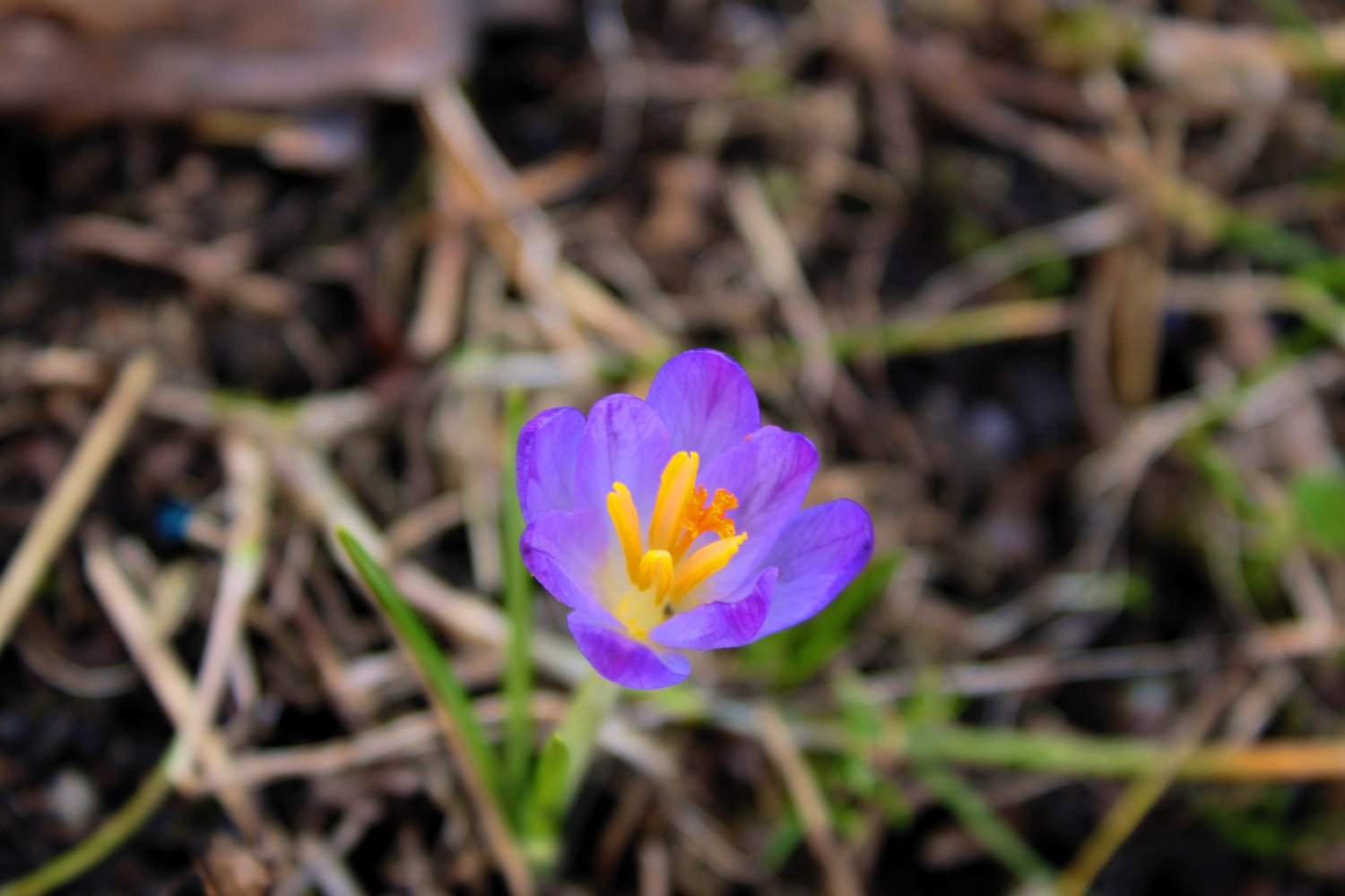 Solve Jarní - Vernal jigsaw puzzle online with 15 pieces