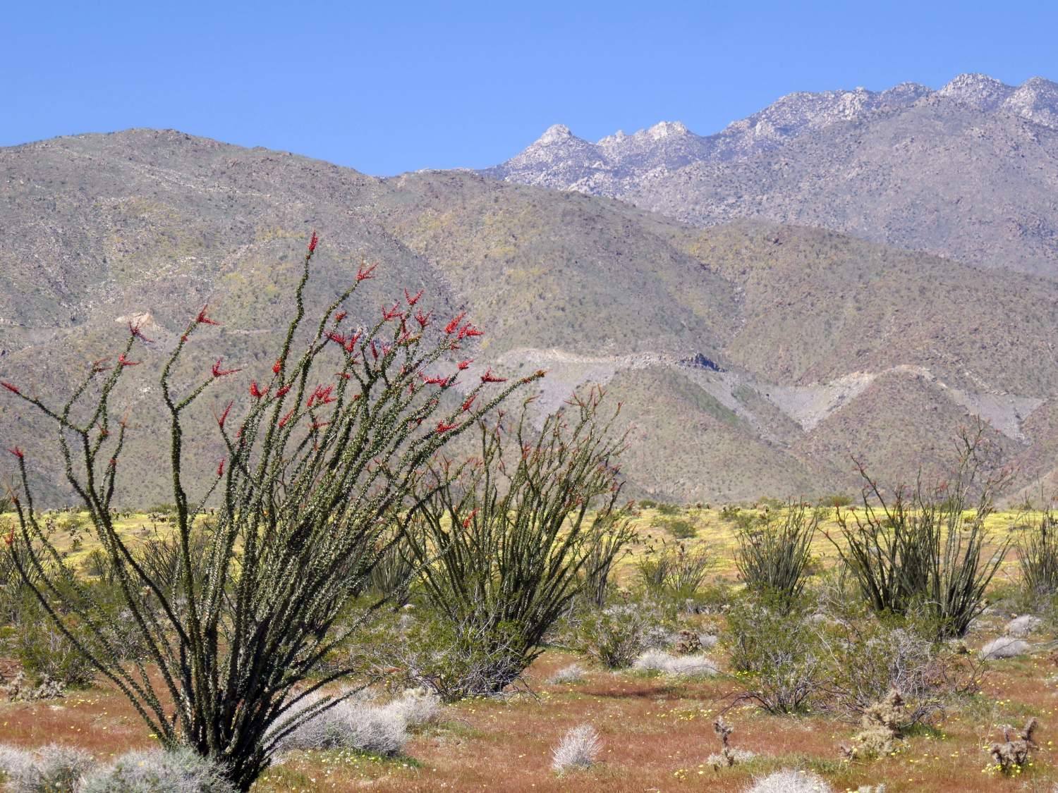 Solve Ocotillo Forest in Anza Borrego State Park, California jigsaw ...