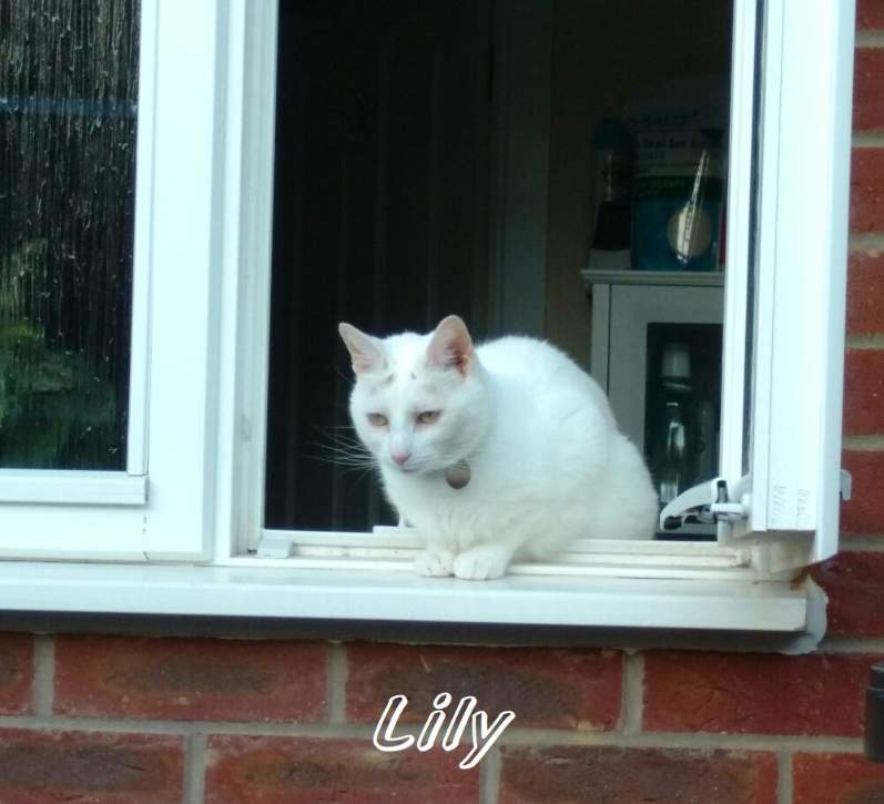 Solve Lily 0088 - Should I go outside today? jigsaw puzzle online with ...