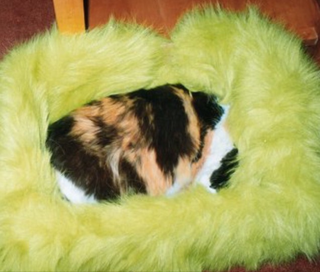 Solve Puff in Fluff ! jigsaw puzzle online with 9 pieces