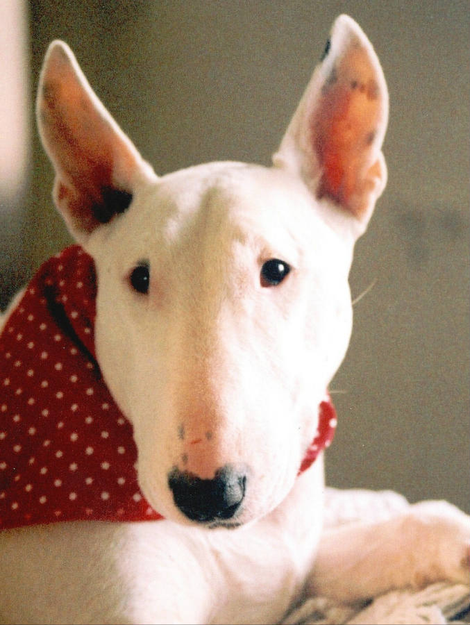 Solve moriarty,english bull terrier jigsaw puzzle online with 35 pieces